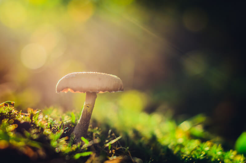 40 Beautiful Examples of Bokeh Photography