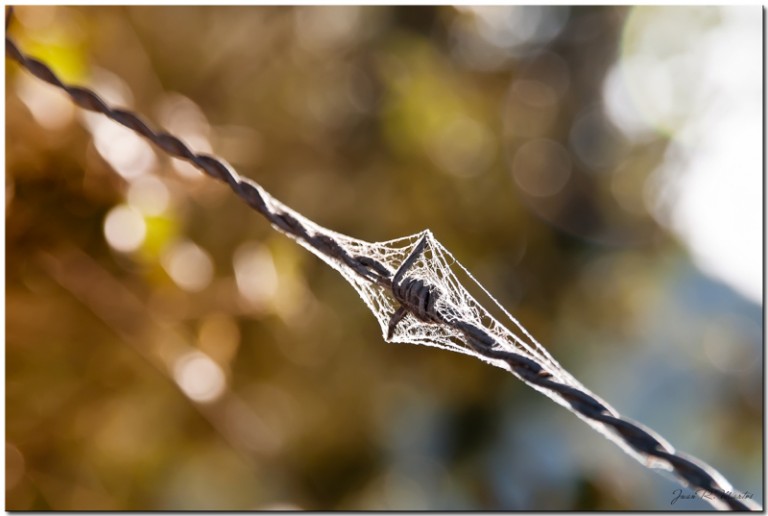 30 Astonishing Photographs of Spider Webs - The Photo Argus