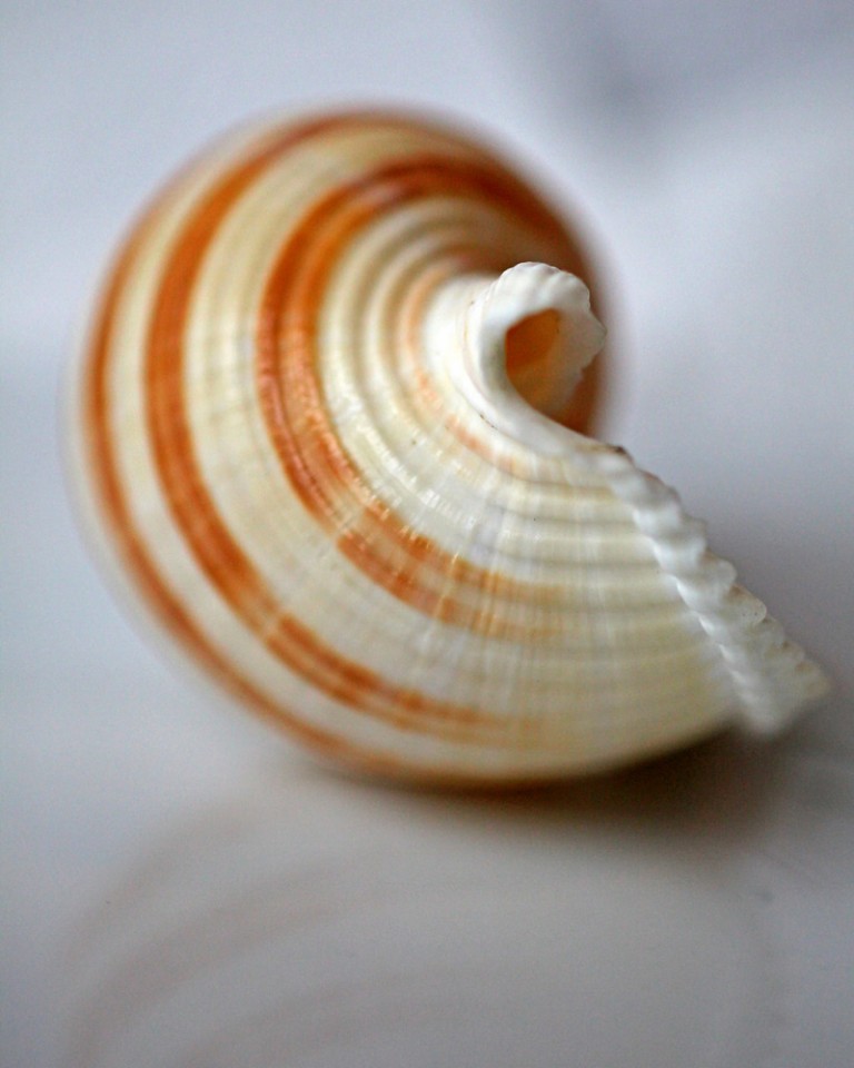 35 Superb Examples of Still Life Photography