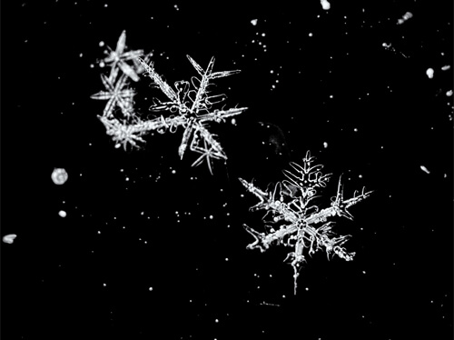 20 Majestic Close Up Pictures of Snowflakes
