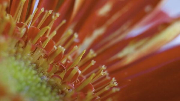 55 Beautiful Macro Flower Pictures - The Photo Argus