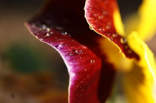 55 Beautiful Macro Flower Pictures - The Photo Argus