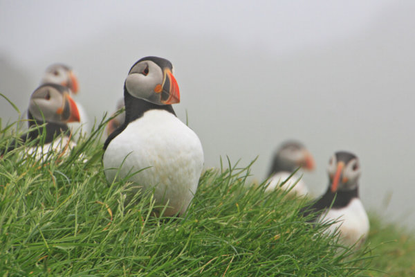 23 Beautiful Pictures of Puffins - The Photo Argus
