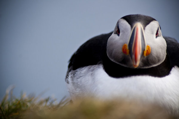23 Beautiful Pictures of Puffins - The Photo Argus