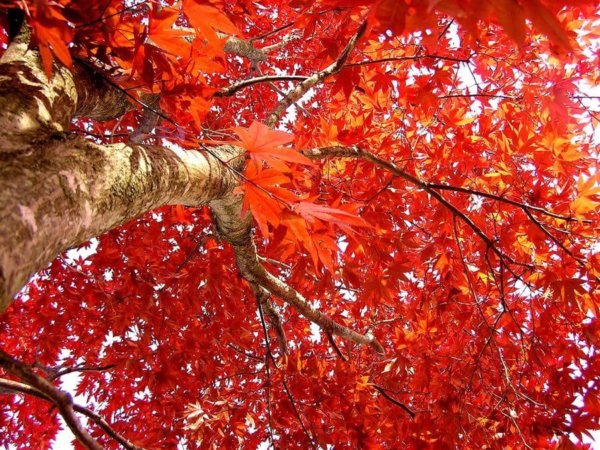 40 Beautiful Autumn Pictures - The Photo Argus