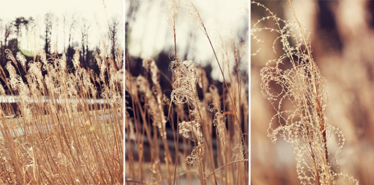 Triptych Photography Examples and Ideas - The Photo Argus