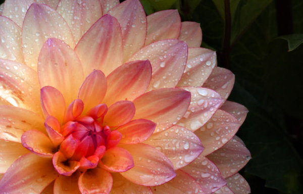 55 Beautiful Pictures of Flowers for Your Inspiration