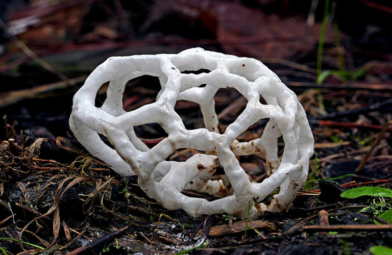 32 Weird & Wonderful Fungi & Mushroom Pictures - The Photo Argus