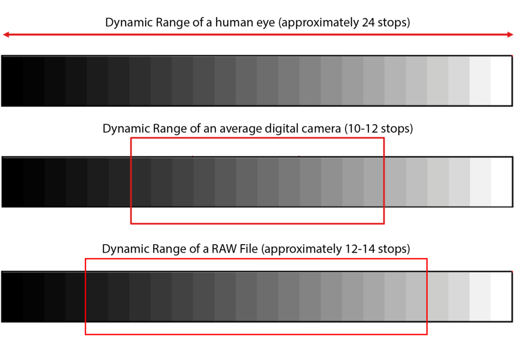 4 Bird Photography Tips to take great photos - The Photo Argus