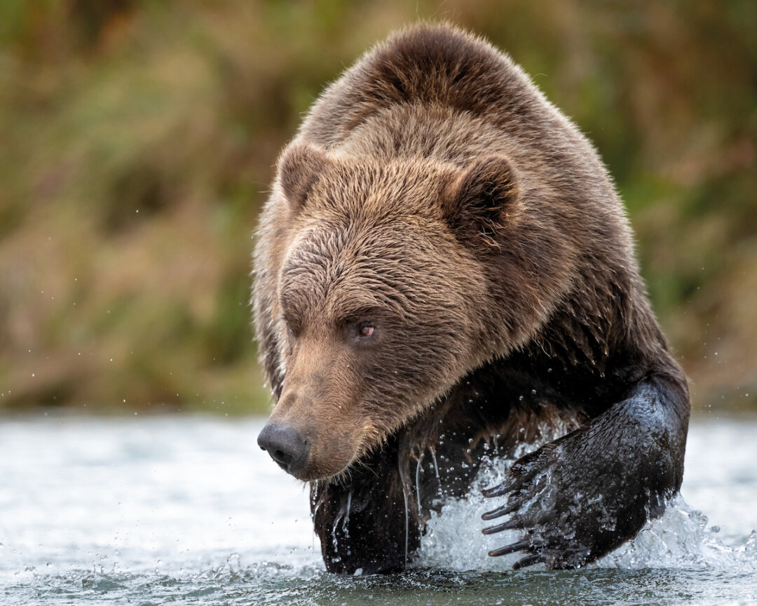 Tips for Incredible Wildlife Photography by Richard Barrett - The Photo ...