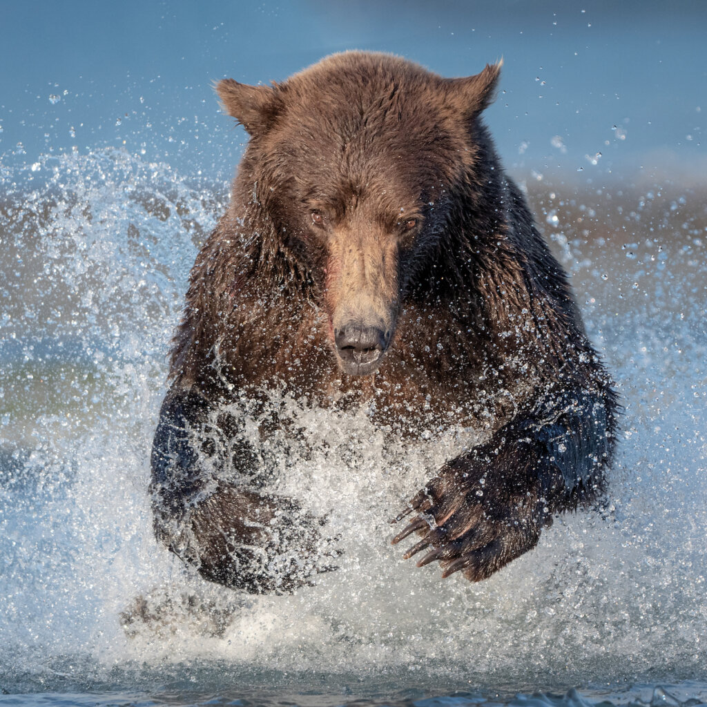 Tips for Incredible Wildlife Photography by Richard Barrett - The Photo ...
