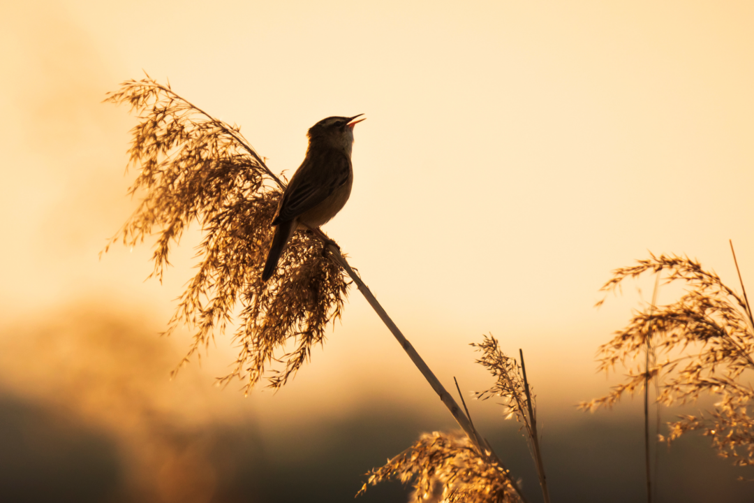 4 Bird Photography Tips to take great photos - The Photo Argus