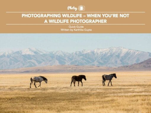 Wildlife Photography Guide: 5 Free Resources to Help You Capture ...