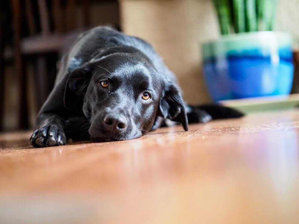 5 Free Guides for Fantastic Pet Photography - The Photo Argus